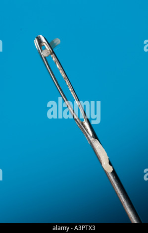 Maggot therapy. Sterile maggots of the greenbottle fly (Lucilia ...