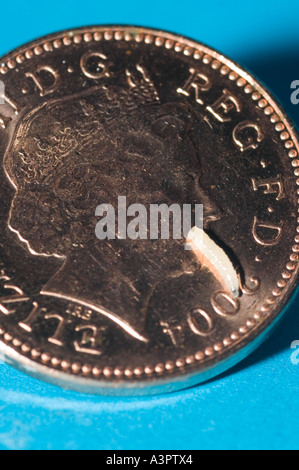 Maggot therapy. Sterile maggots of the greenbottle fly (Lucilia ...