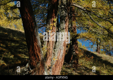 Subalpine Larch tree Lariy lyallii, Haute Nendaz, Canton Valais, alps ...