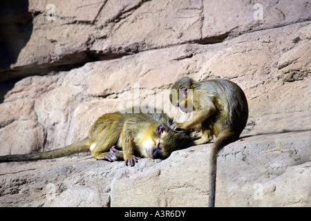 Talapoin Monkey Miopithecus talapoin grooming Africa s smallest monkey ...