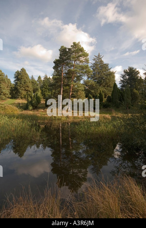 Bedgebury National Pinetum UK Landscapes Stock Photo - Alamy