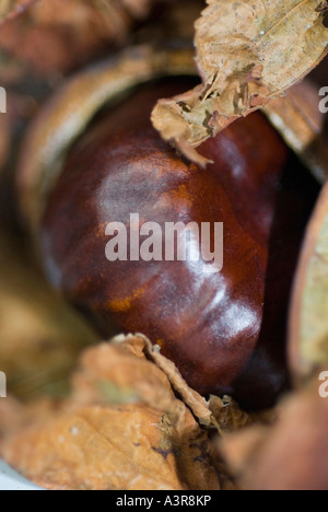 Conkers and shell Aeculus hippocastanaceae Stock Photo - Alamy