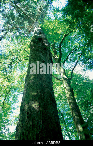 Giant Fir Tree, Ardkinglas Woodland Garden, Argyle, Scotland Stock ...
