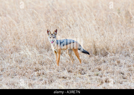 Black-backed Jackal (Canis mesomelas), Skelton Coast National Park ...