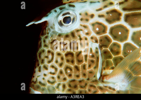 Honeycomb cowfish at night Lactophrys polygonia Abrolhos National ...