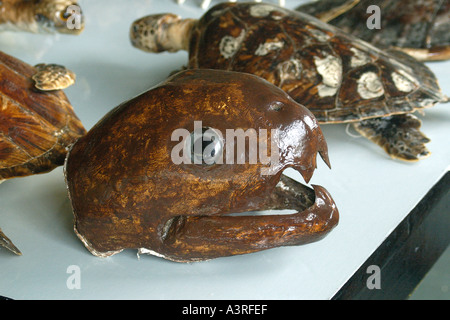 The skull and shell skeleton of an endangered sea turtle on a beach ...