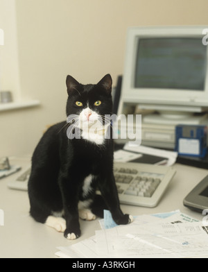 Domestic cat on office desk Stock Photo - Alamy
