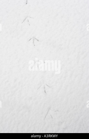 duck footprints in snow ( like arrows Stock Photo - Alamy
