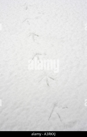 duck footprints in snow ( like arrows) pointing Stock Photo - Alamy