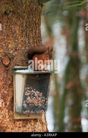 Red squirrel in the forest eating nuts and acorns Stock Photo - Alamy