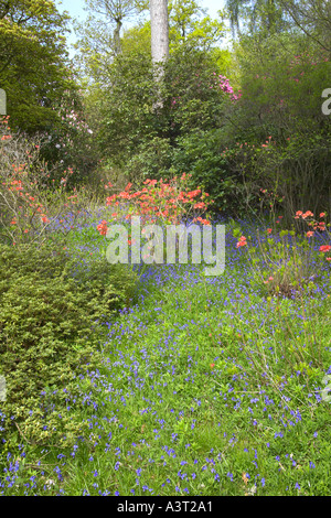 Bluebells in an English woodland in late spring/early summer Meldon ...