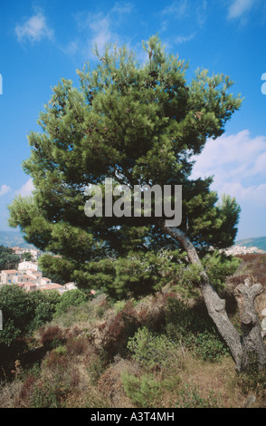 aleppo pine (Pinus halepensis), single tree, Spain, Majorca Stock Photo ...