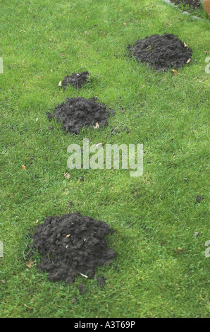 European Pine Vole (Microtus subterraneus Stock Photo - Alamy