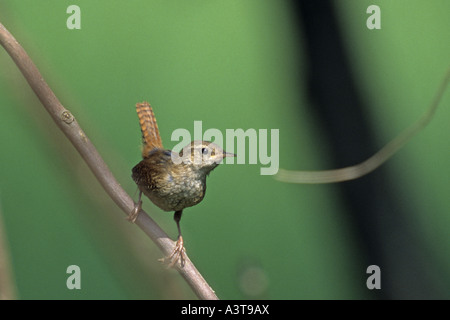 Closeup shot of a Eurasian wren sitting on a twig Stock Photo - Alamy