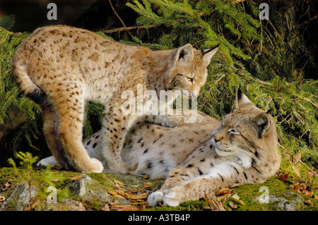 Two European lynx pups play in their outdoor enclosure in Germany ...