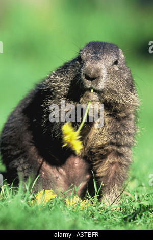 A closeup of an alpine marmot, Marmota marmota in a green meadow Stock ...