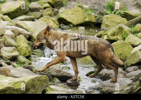 Iberic Wolf, Iberian Wolf (Canis lupus signatus), fighting, Spain Stock ...