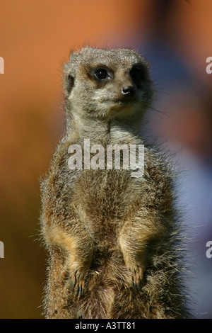 Meercats in various positions locations and activities meer meercat ...