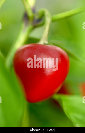 Cherry Bomb Chilli Stock Photo - Alamy
