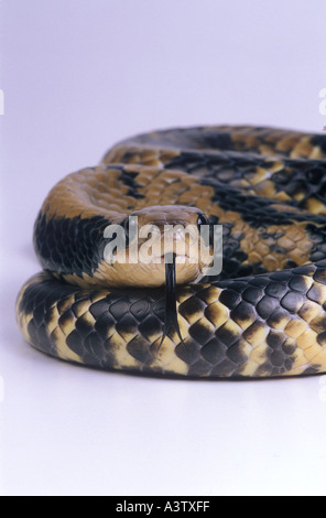 False water cobra (Hydrodynastes gigas) out of water, Pantanal, Brazil ...