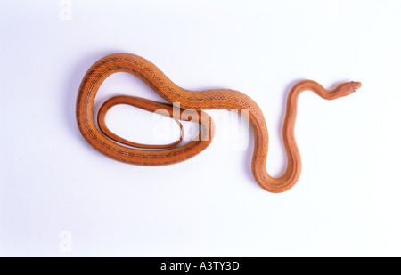 Cooks tree boa Corallus enydris cookii Stock Photo - Alamy