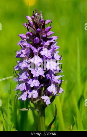 Native wild marsh orchid flower Stock Photo - Alamy