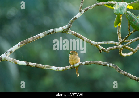 Barred Puffbird, (Nystalus radiatus), Cana area, Darien National Park ...