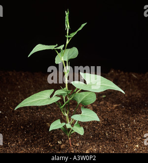 Black bindweed Bilderdykia convolvulus seedling cotyledons Stock Photo ...