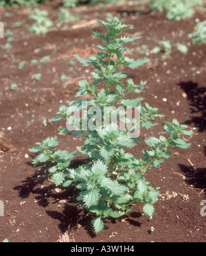 Flowering nettle plant Urtica urens Spain Stock Photo - Alamy
