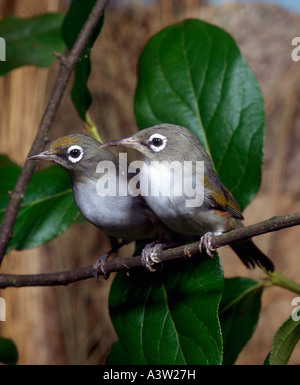Chestnut-flanked white-eye (Zosterops erythropleurus) in Japan Stock ...