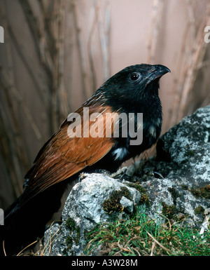 Lesser Coucal (Centropus bengalensis) adult male, breeding plumage ...