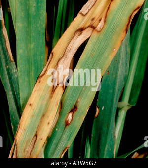 Common root rot (Cochliobolus sativus) discolouration of wheat sub ...