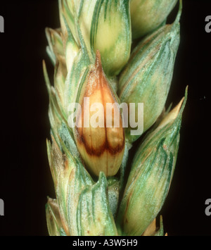 Grey mould (Botrytis cinerea) lesion with necrosis and mycelium mould ...