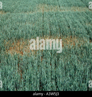 Take all Gaeumannomyces graminis diseased wheat roots Stock Photo - Alamy