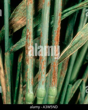 Black stem rust (Puccinia graminis) on stalks of rye (Secale cereale ...