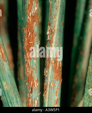 Black stem rust Puccinia graminis infection on a cereal stem Stock ...