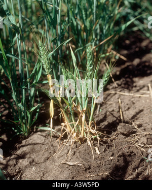 Dwarf bunt Tilletia controversa causing dwarfing in bearded wheat Stock ...
