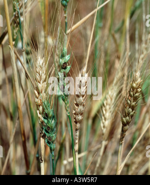 Dwarf bunt (Tilletia controversa) stunted plants in a wheat crop ...