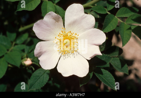 Dog rose (Rosa canina) flower Stock Photo - Alamy