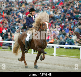 A horseman racing his Icelandic horse with the prancing high-step gait ...