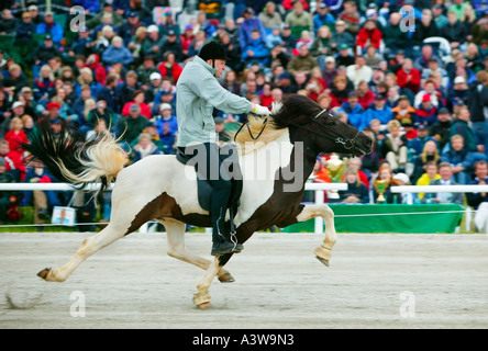 A horseman racing his Icelandic horse with the prancing high-step gait ...