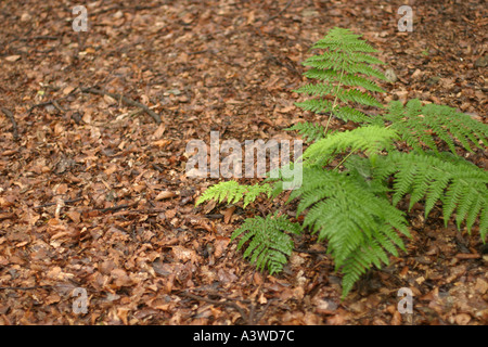 Ferns growing in Scottish woodland Stock Photo - Alamy