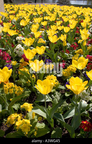Tulip Yellow Purissima and Primula Crescendo mix Stock Photo - Alamy
