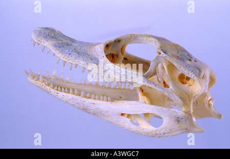 Skull of Spectacled Caiman caiman crocodilus Stock Photo - Alamy