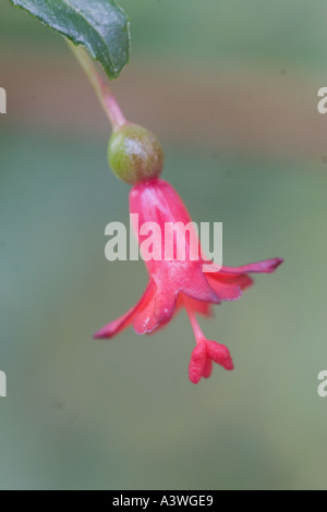 Fuchsia magellanica x lycioides close up Stock Photo - Alamy