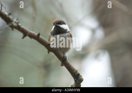 Black-capped Chickadee Parus atricapillus & Tufted Titmouse Stock Photo ...
