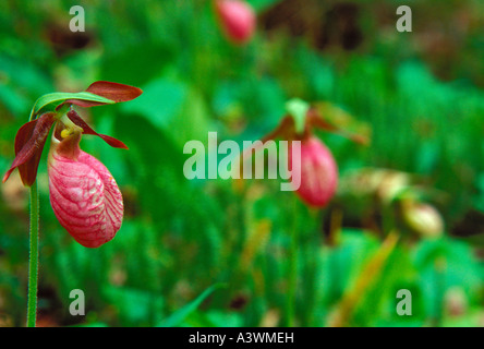 Pink lady slipper orchids (Cypripedium acaule), also called Moccasin ...