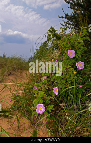 Wild roses in sand dunes with Rantum village Sylt in background Stock ...
