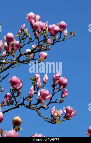 MAGNOLIA MAGNOLIA RUSTICA RUBIA BLOOM BLOOMS MASS OF COLOUR BEAUTY PINK ...