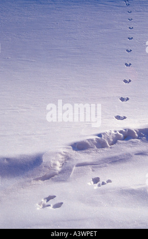 RABBIT TRACKS LEAD UP A HILL THROUGH SNOW NEAR MARQUETTE MICHIGAN Stock ...
